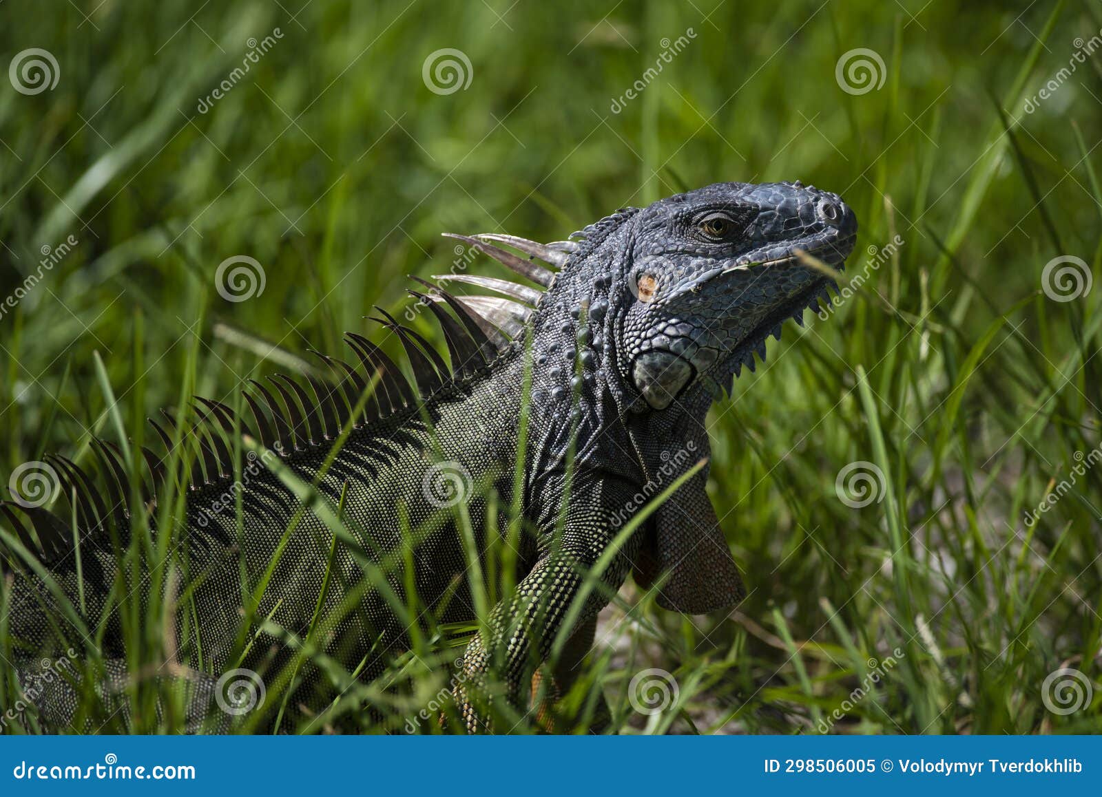 Iguana Dragon. Iguana Lizard on a Stone. Green Lizards Iguana. Big ...