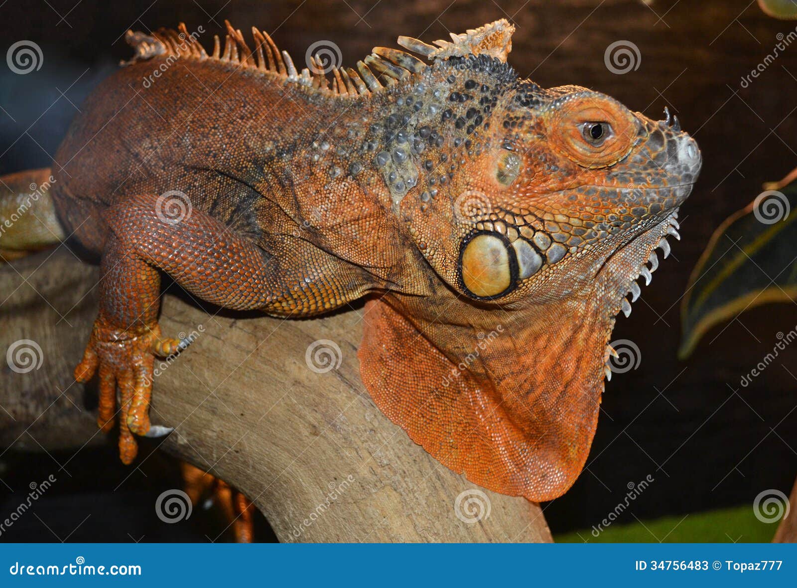Iguana stock image. Image of single, detail, sitting - 34756483