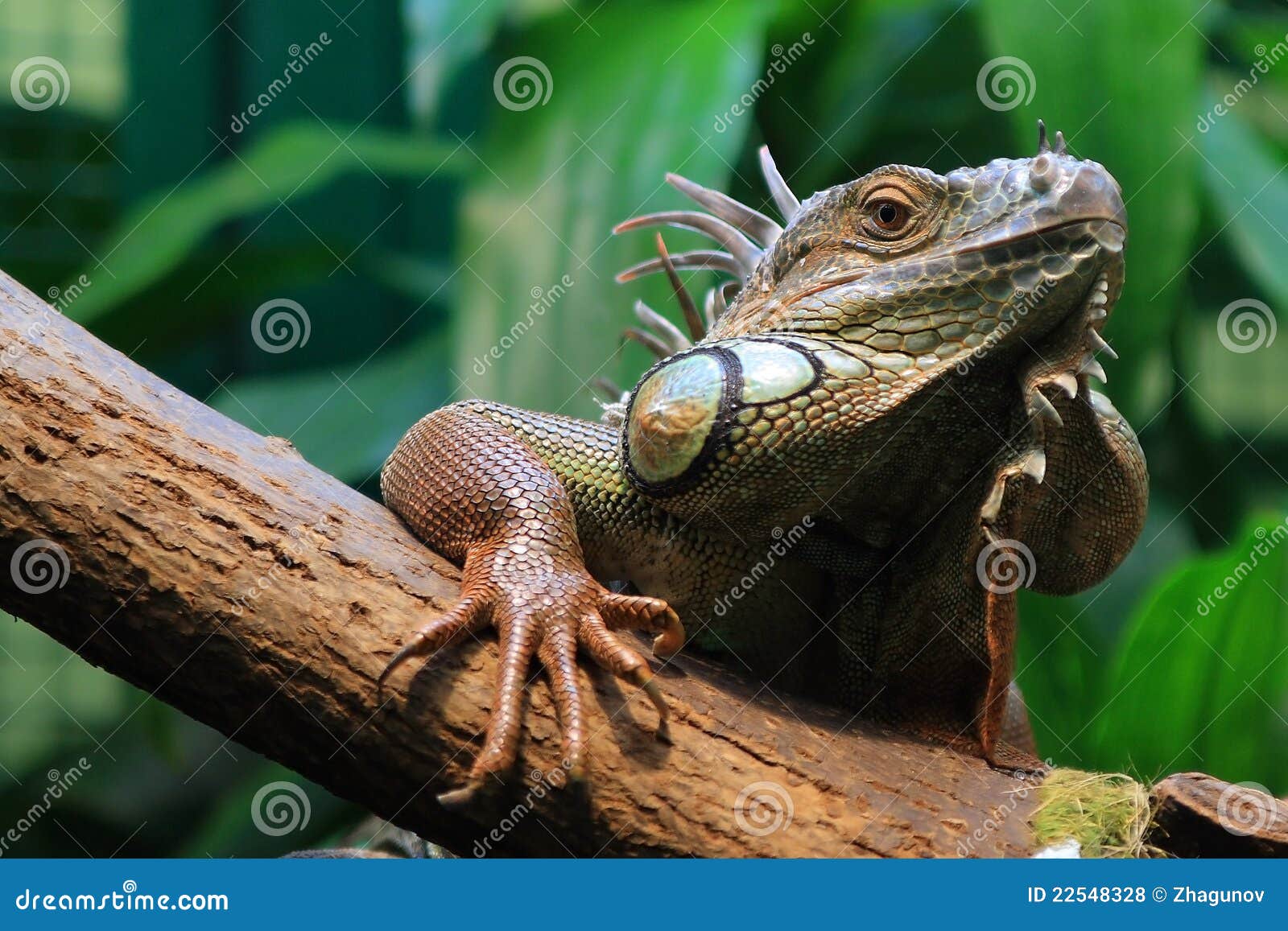 Iguana in a dragon year stock photo. Image of cold, blue - 22548328