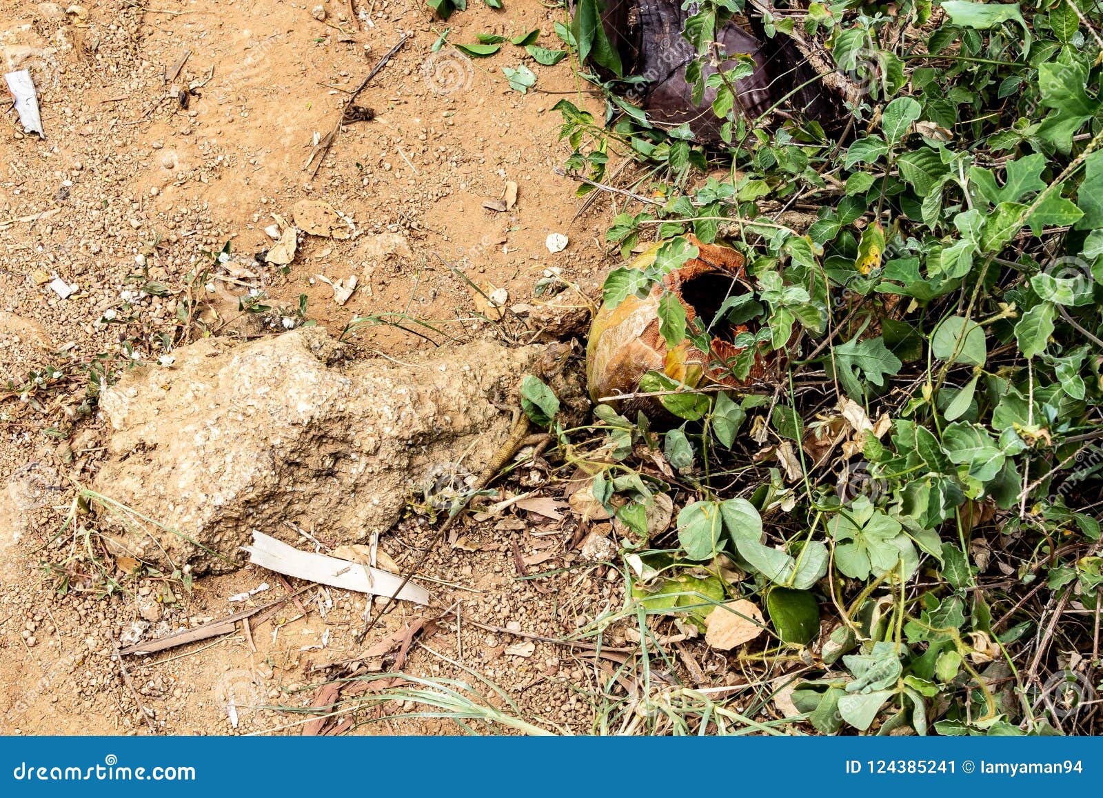 Iguana e um coco imagem de stock. Imagem de sujeira - 124385241