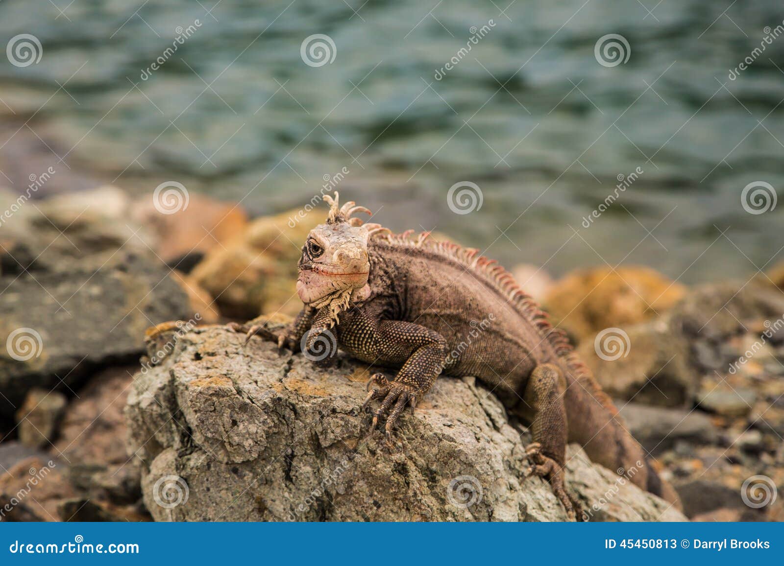 Iguana En La Mirada De La Roca Imagen de archivo - Imagen de tropical ...