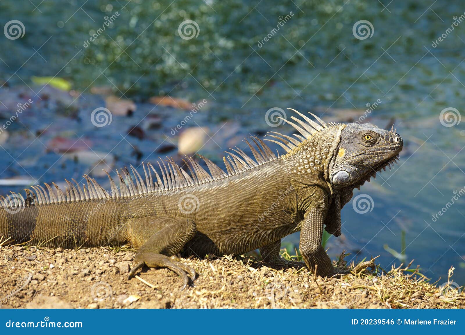 Iguana en una charca foto de archivo. Imagen de iguana - 20239546