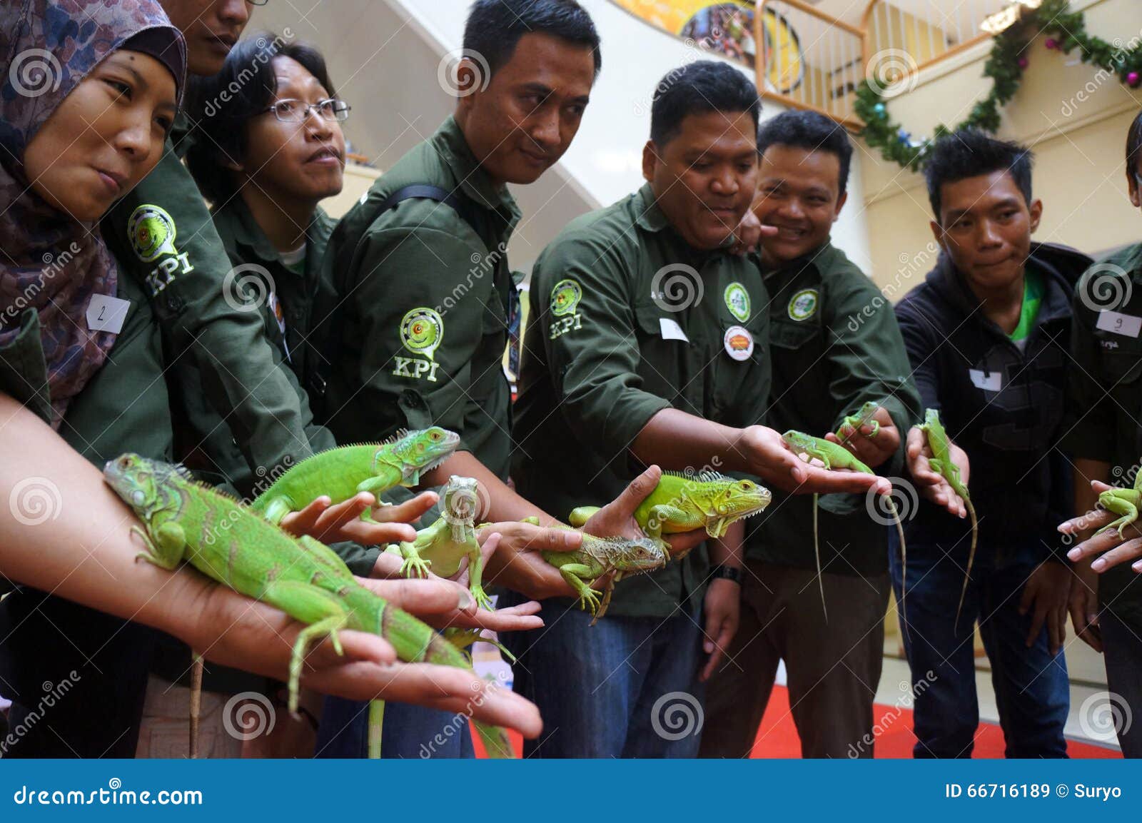 Iguana editorial stock image. Image of center, central - 66716189