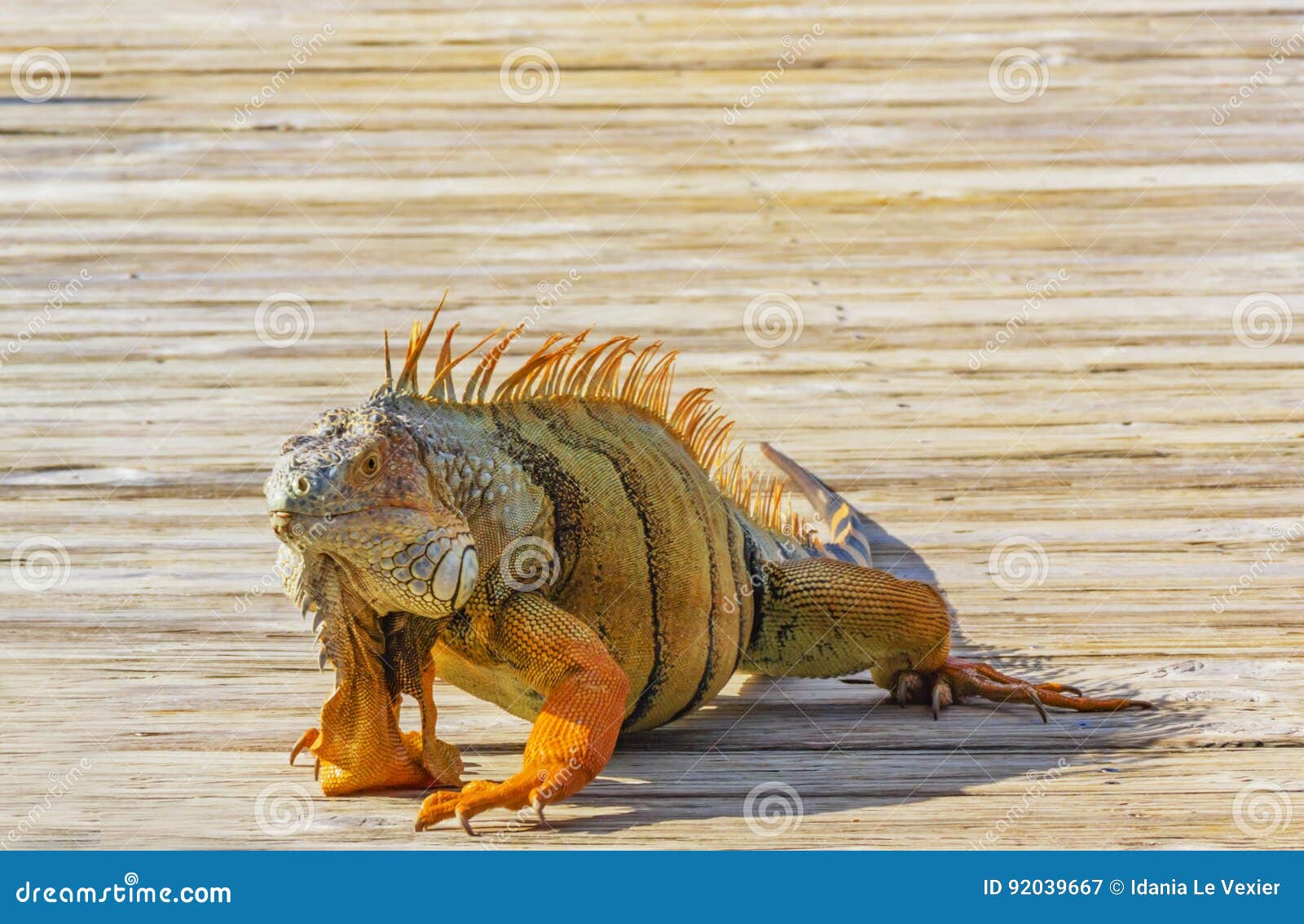 Iguana stock image. Image of fish, iguana, flying, fishing - 92039667