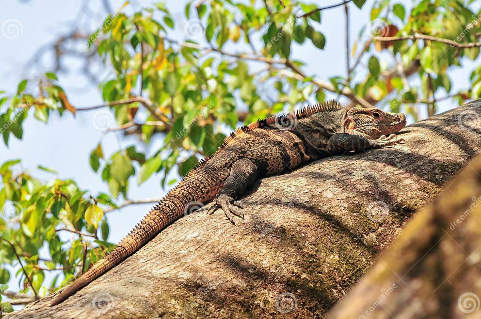 Iguana stock photo. Image of wildlife, rica, wild, lizzard - 44439018