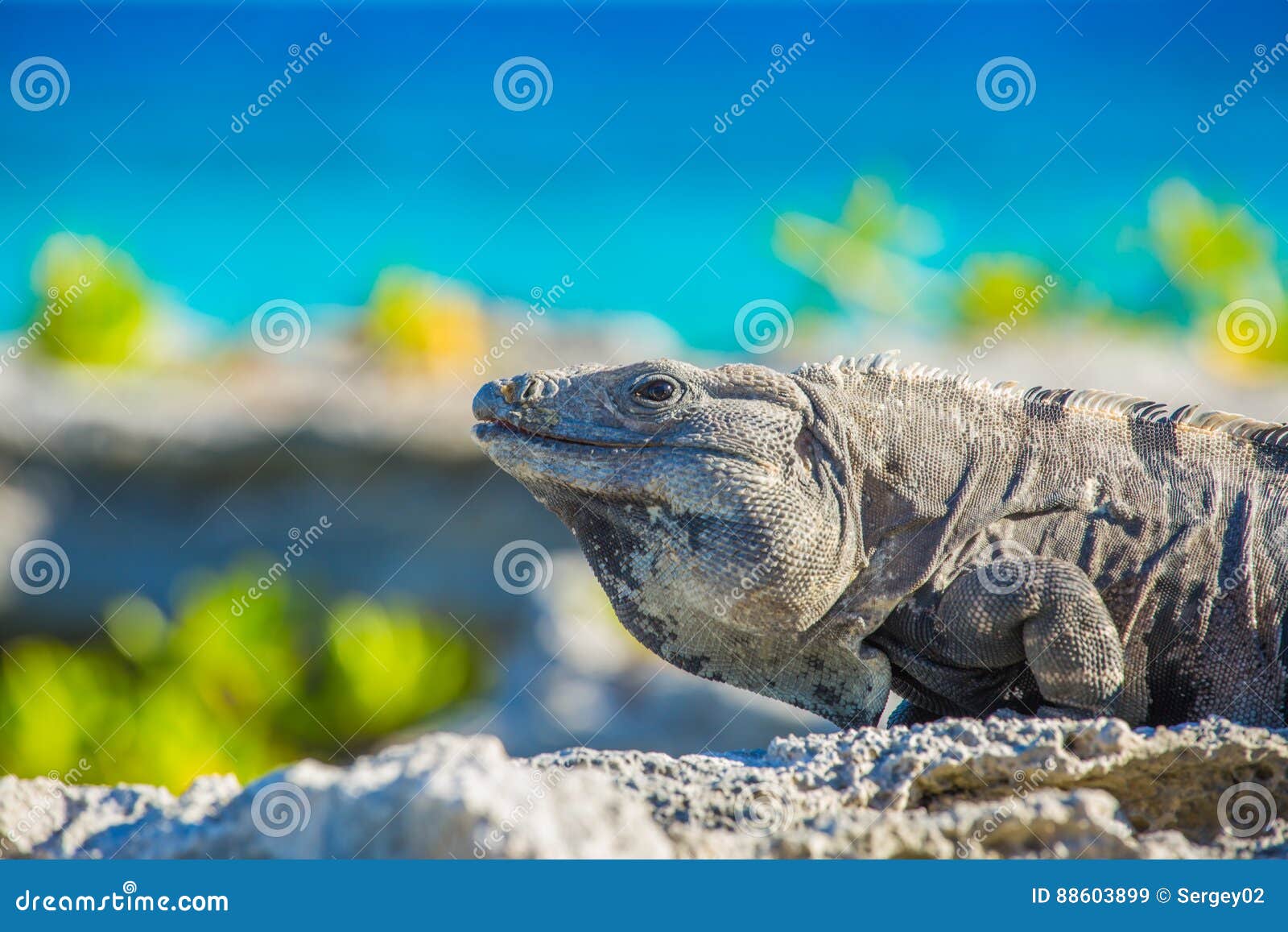 Iguana in Fauna Selvatica Cancun, Messico Immagine Stock - Immagine di ...