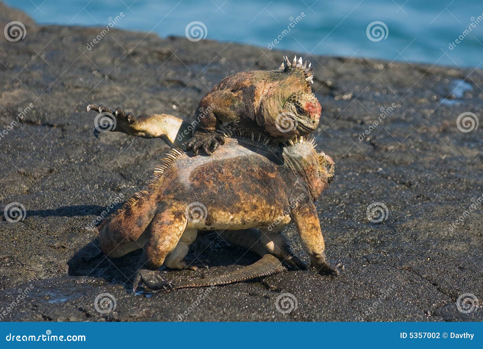 Iguana fight stock photo. Image of vulnerable, galapagos - 5357002