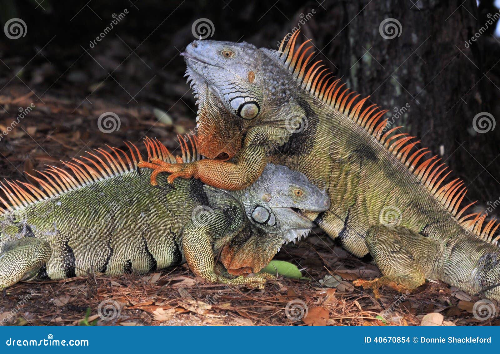 The Iguana stock photo. Image of scale, aggressive, male - 40670854
