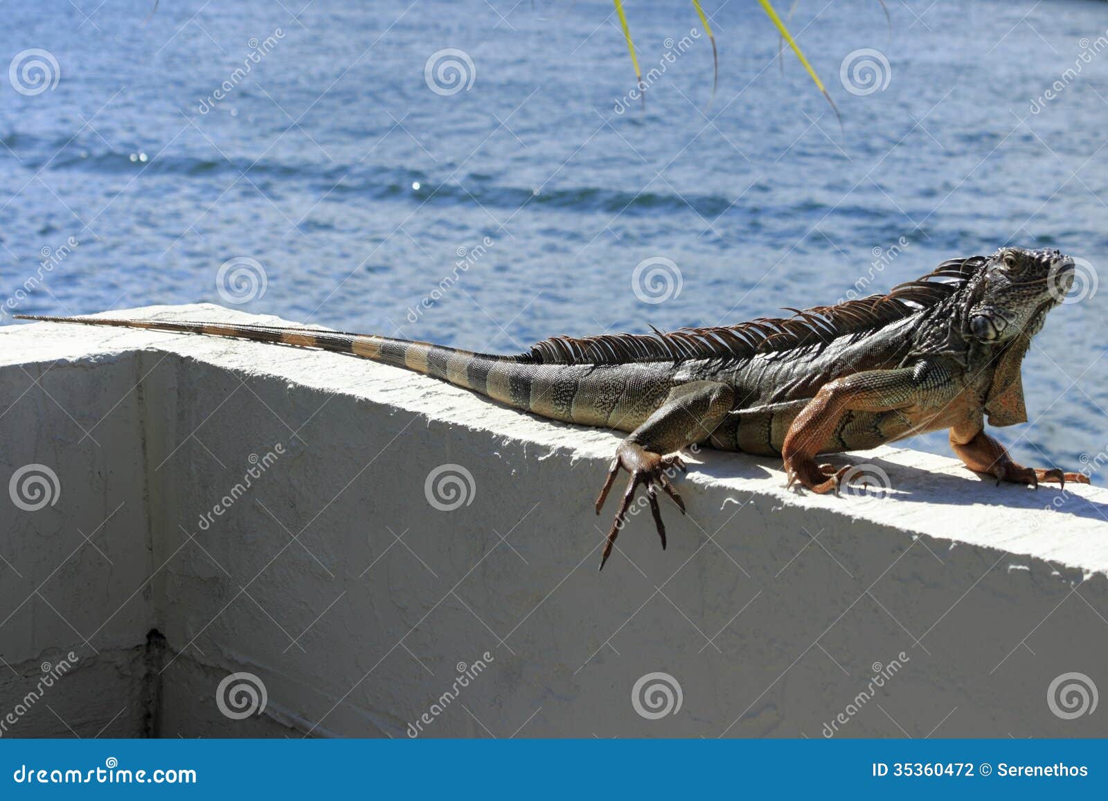Iguana Grande En La Florida Foto de archivo - Imagen de tropical, rayas ...