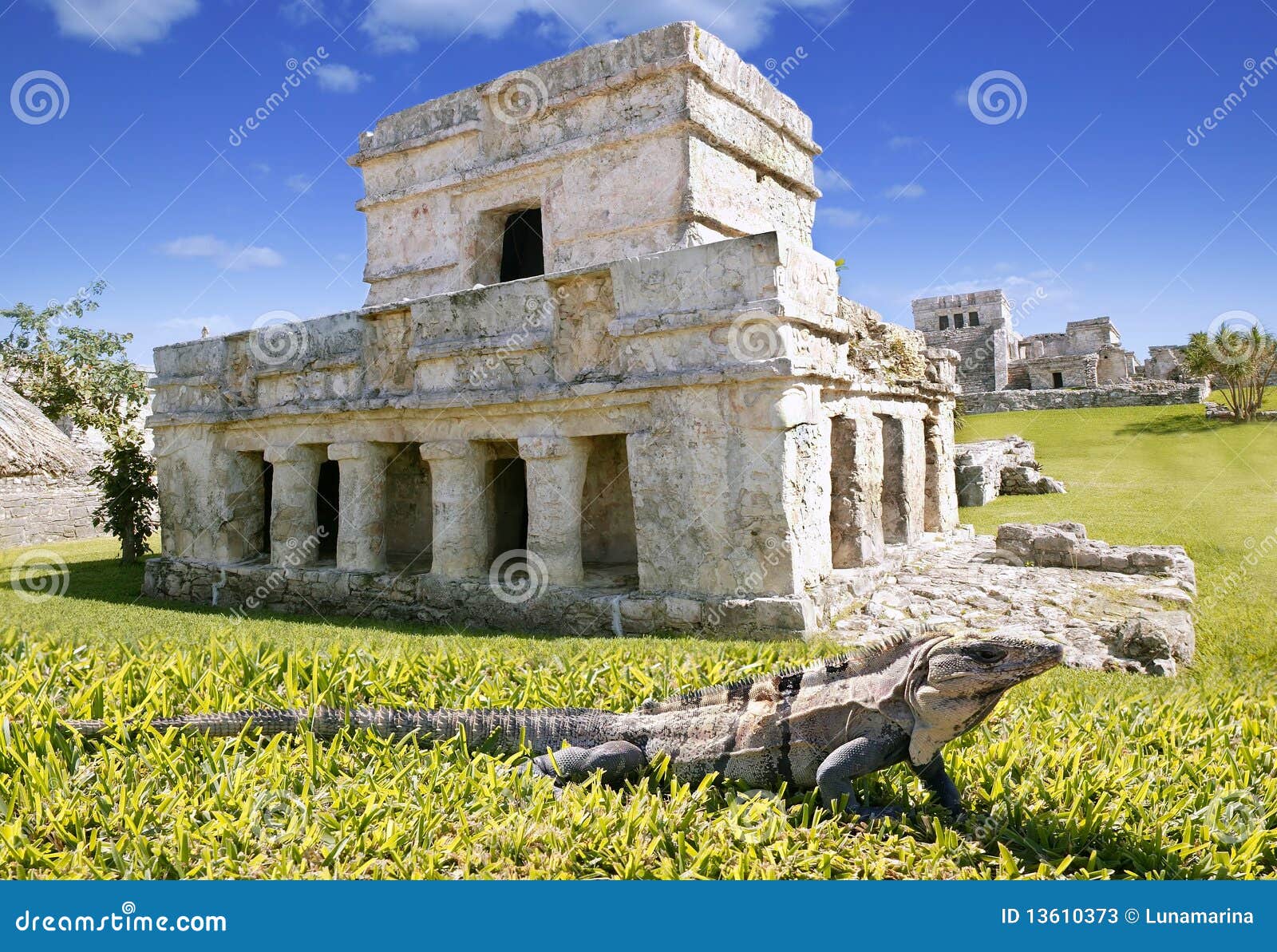 Iguana on Grass in Tulum Mayan Ruins Stock Image - Image of monuments ...