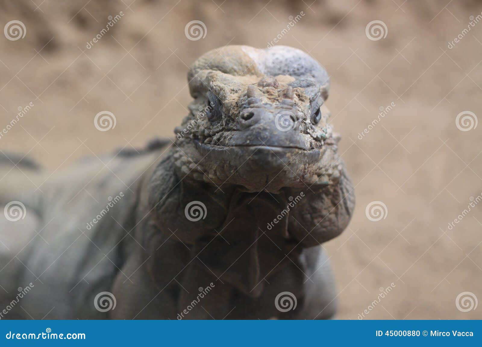 Iguana stock photo. Image of desert, wild, wildlife, grey - 45000880