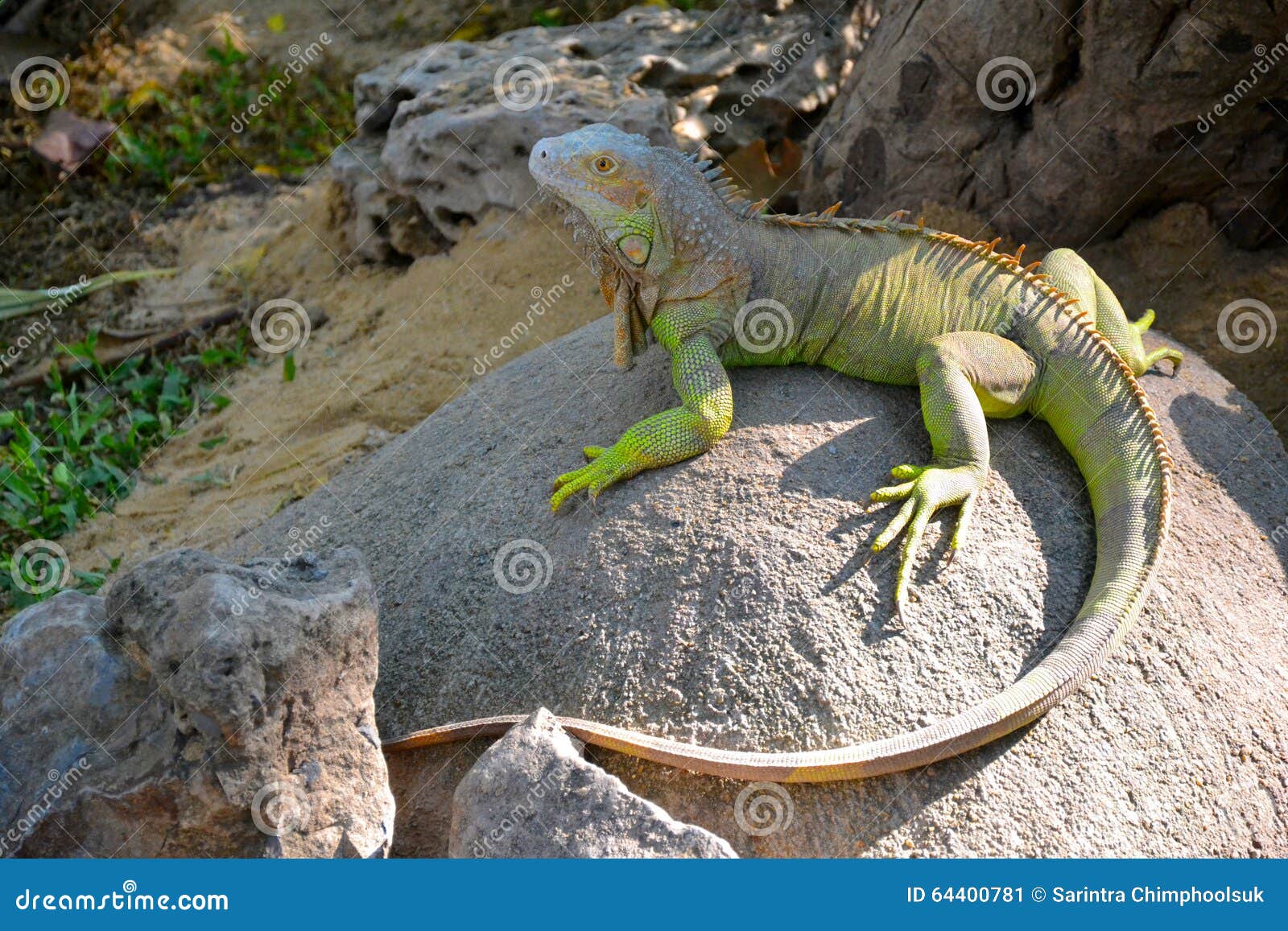 Green Crested Lizard, Black Face Lizard, Tree Lizard,Boulenger Long ...