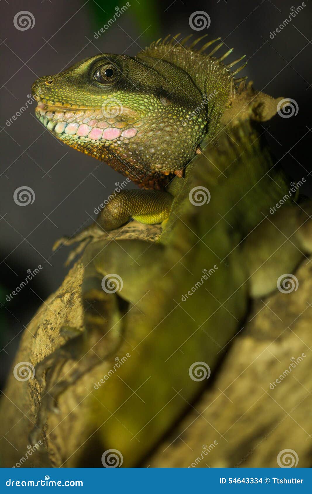 The iguana. stock photo. Image of shape, skin, jungle - 54643334