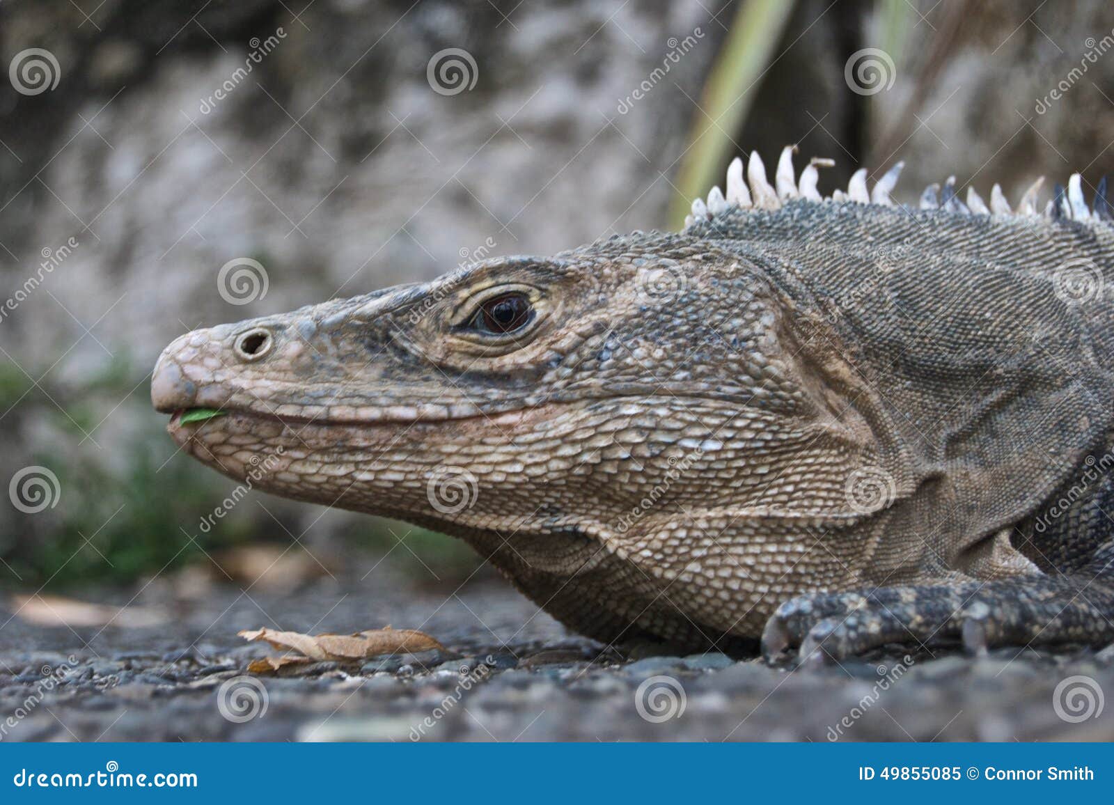 Iguana - Grey on gray stock image. Image of grey, iguana - 49855085