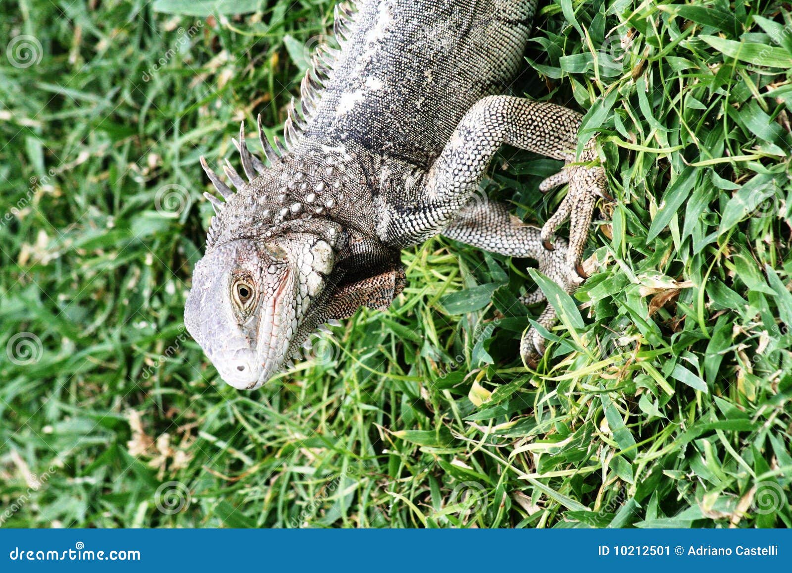 Iguana gris imagen de archivo. Imagen de hierba, gris - 10212501
