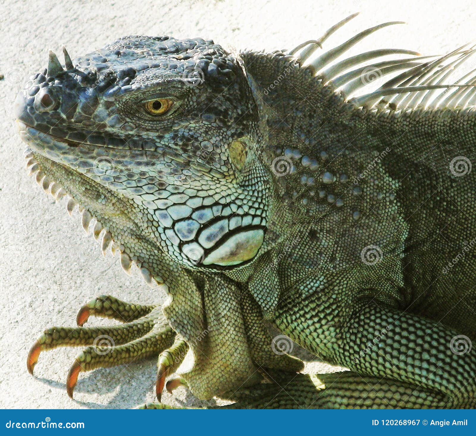 Iguana Gris Y Verde De La Florida Imagen de archivo - Imagen de negro ...