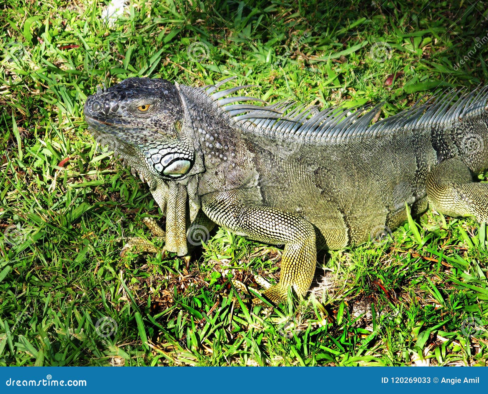 Iguana Gris Y Verde De La Florida Imagen de archivo - Imagen de lagarto ...