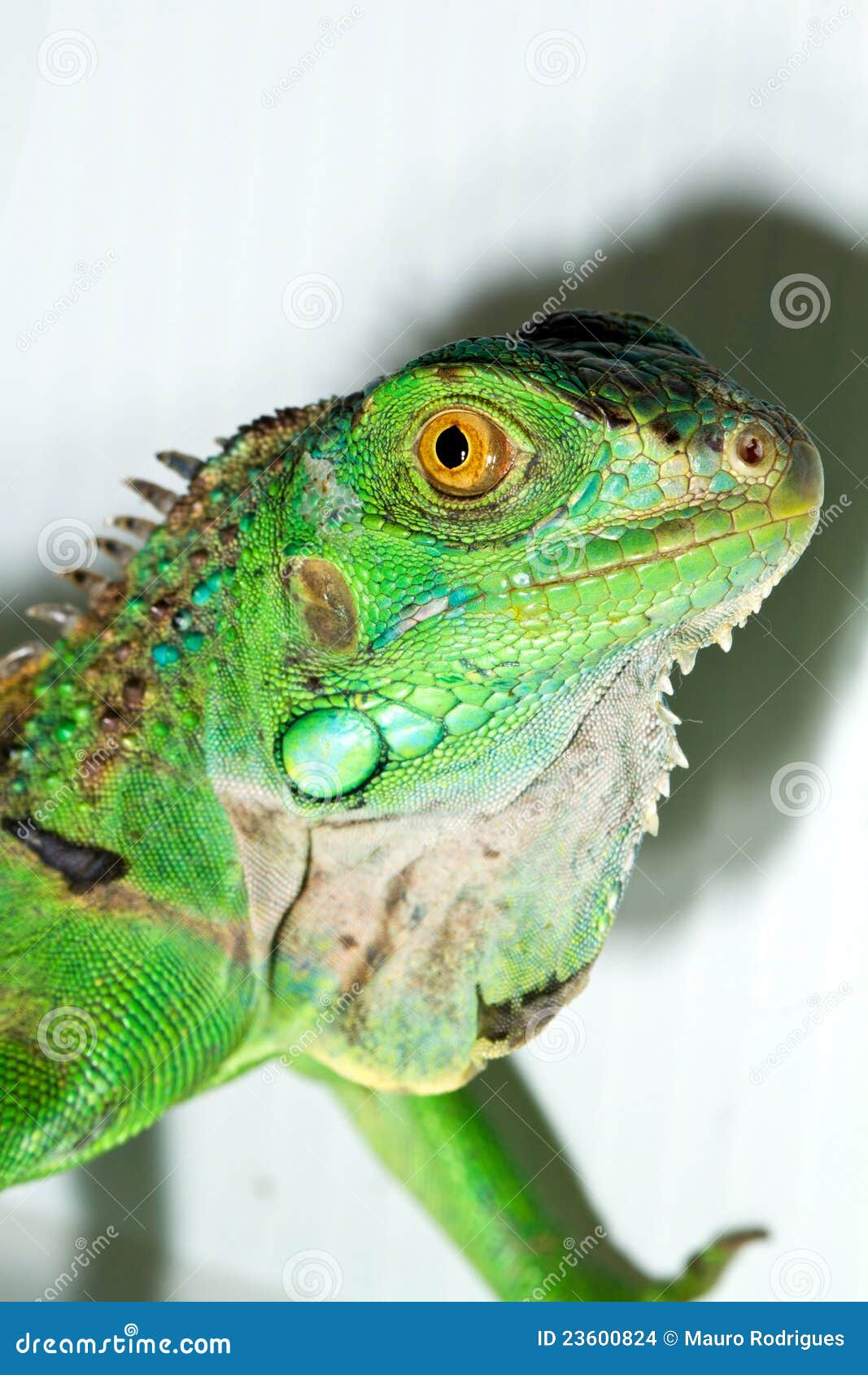Iguana head stock photo. Image of iguanidae, amphibian - 23600824