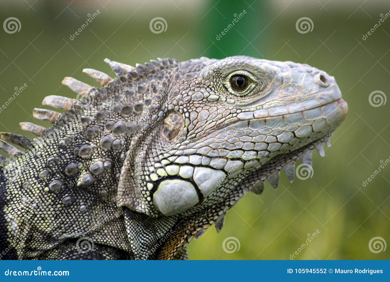 Iguana head stock photo. Image of skin, vertebrate, crawling - 105945552