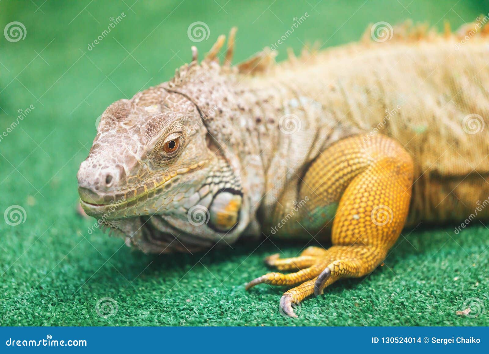 Iguana at home stock photo. Image of iguana, spike, view - 130524014