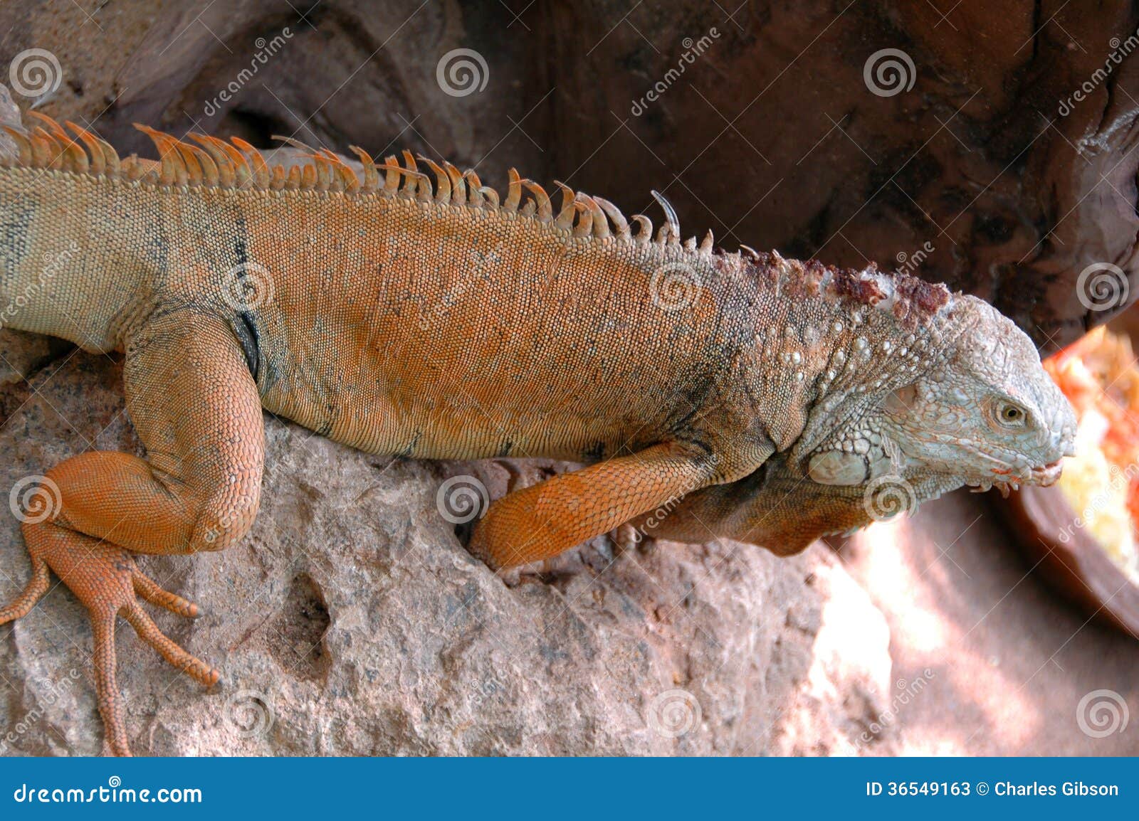 Iguana (igua del I.) imagen de archivo. Imagen de iguana - 36549163