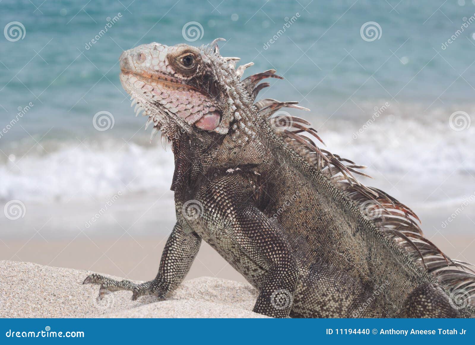 Iguana (Iguana iguana) stock photo. Image of ocean, wild - 11194440