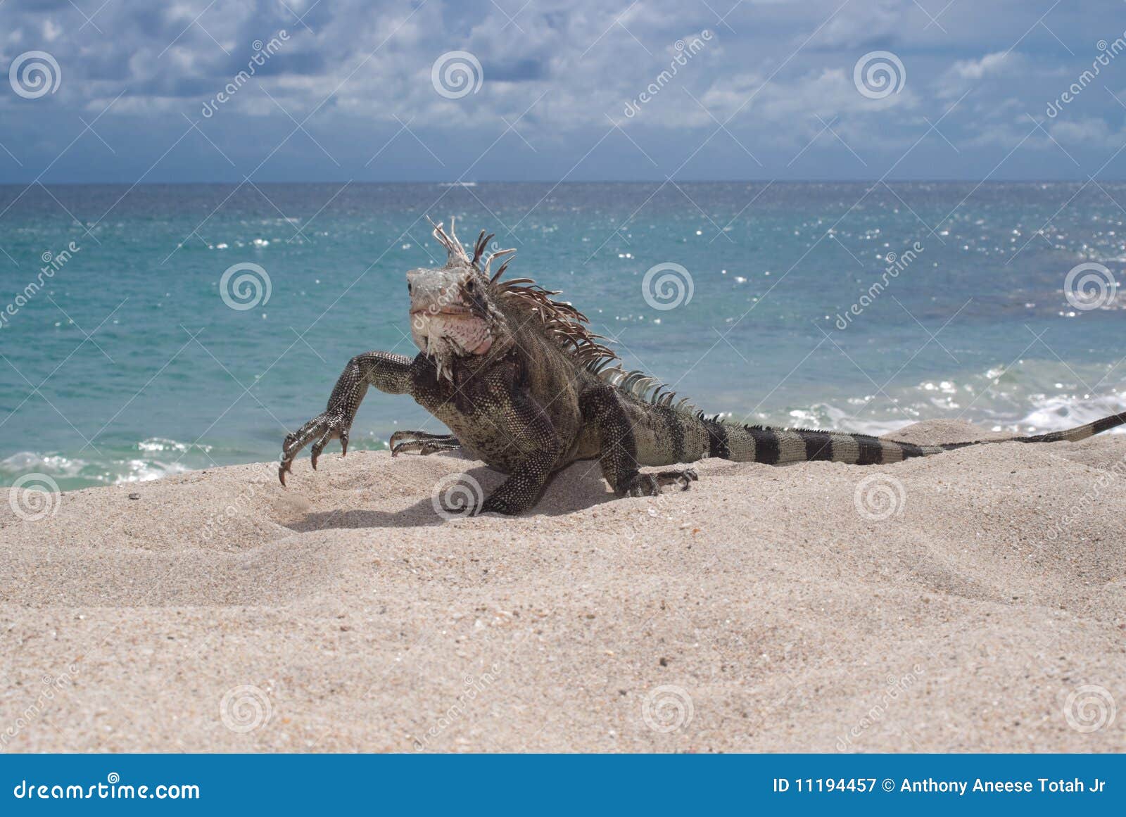Iguana (Iguana iguana) stock image. Image of nature, iguania - 11194457