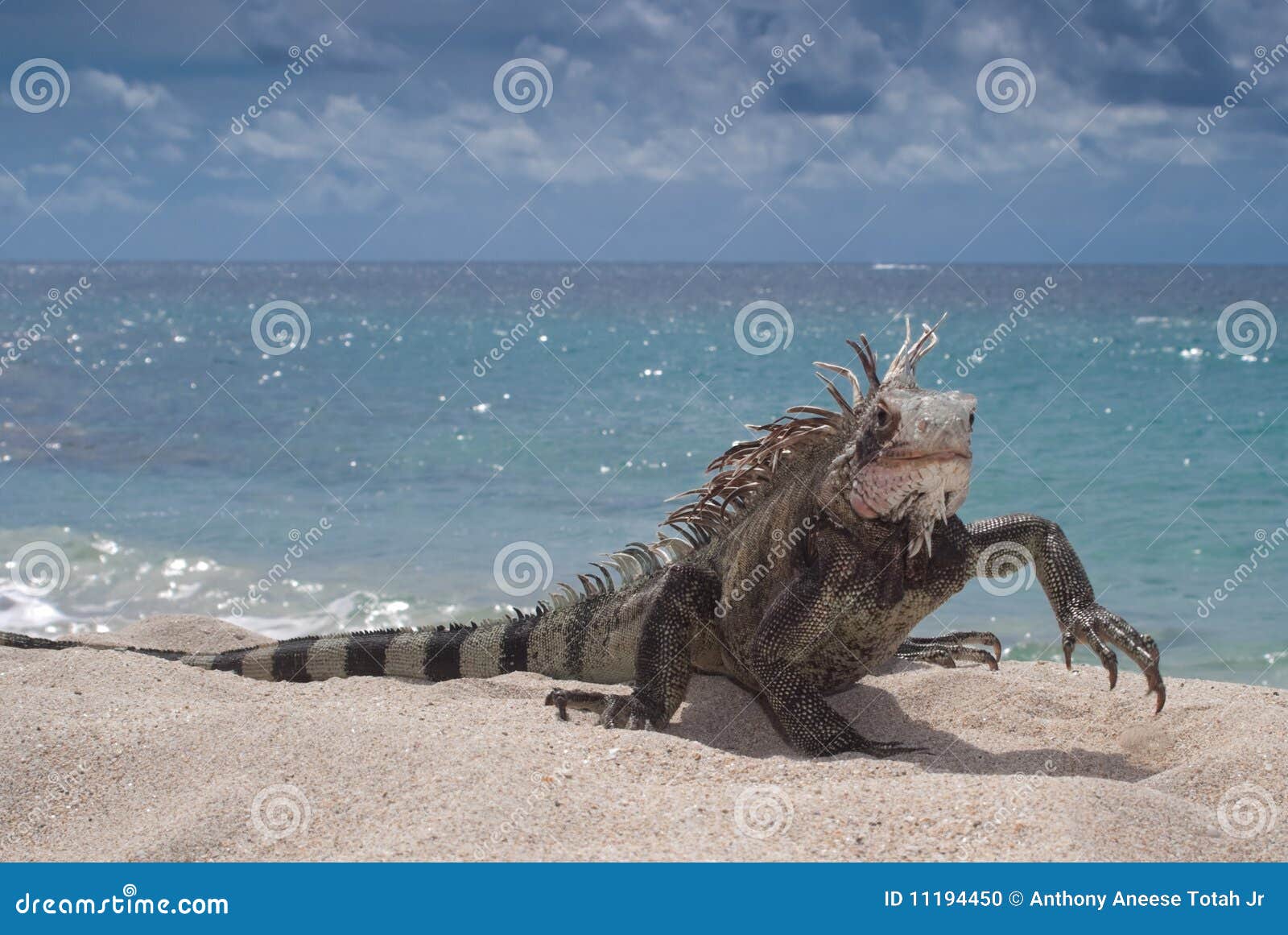 Iguana (Iguana Iguana) Walking Stock Photo - Image of iguana, walking ...