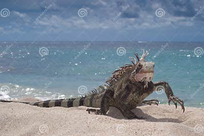 Iguana (Iguana Iguana) Walking Stock Photo - Image of iguana, walking ...