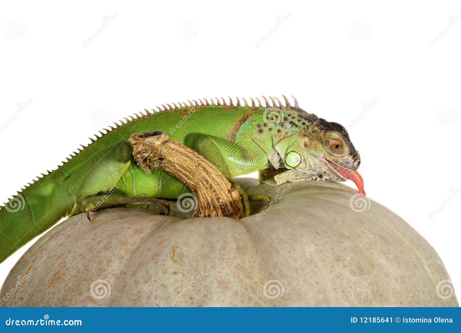 Lizard Pumpkin Stock Photos - Free & Royalty-Free Stock Photos from ...