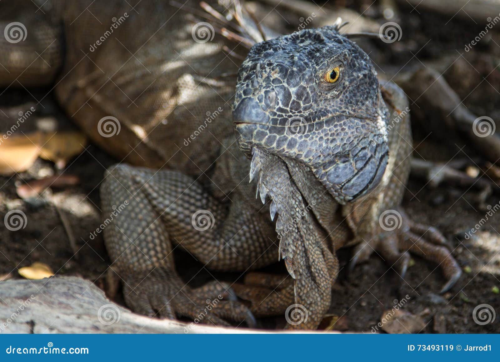 Iguana on the Island of St. Maarten Stock Image - Image of maarten ...
