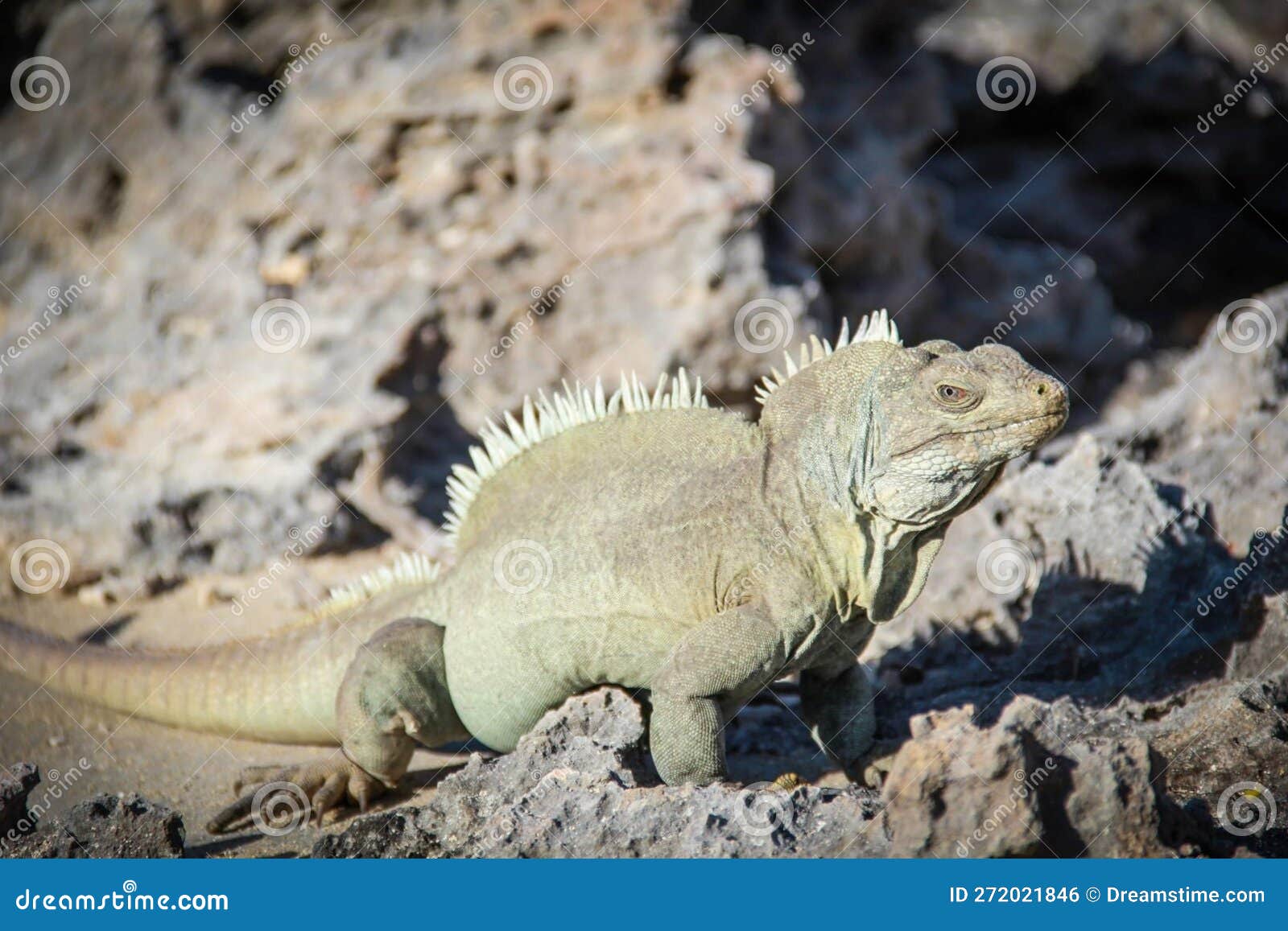 Iguana Island stock photo. Image of iguana, snake, nature - 272021846