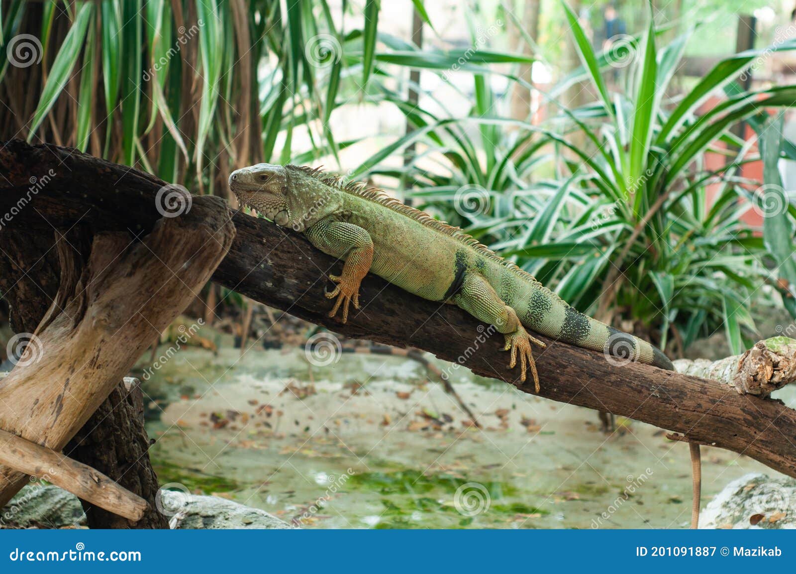 Eguana stock image. Image of outdoor, colors, animal - 201091887