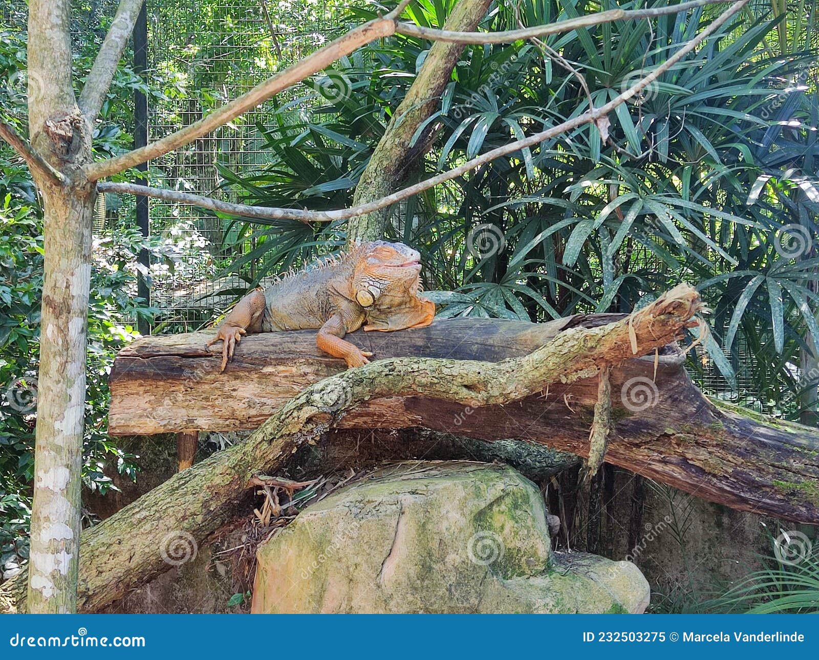 Iguana Laughing at Bird Park Stock Image - Image of jungle, wildlife ...