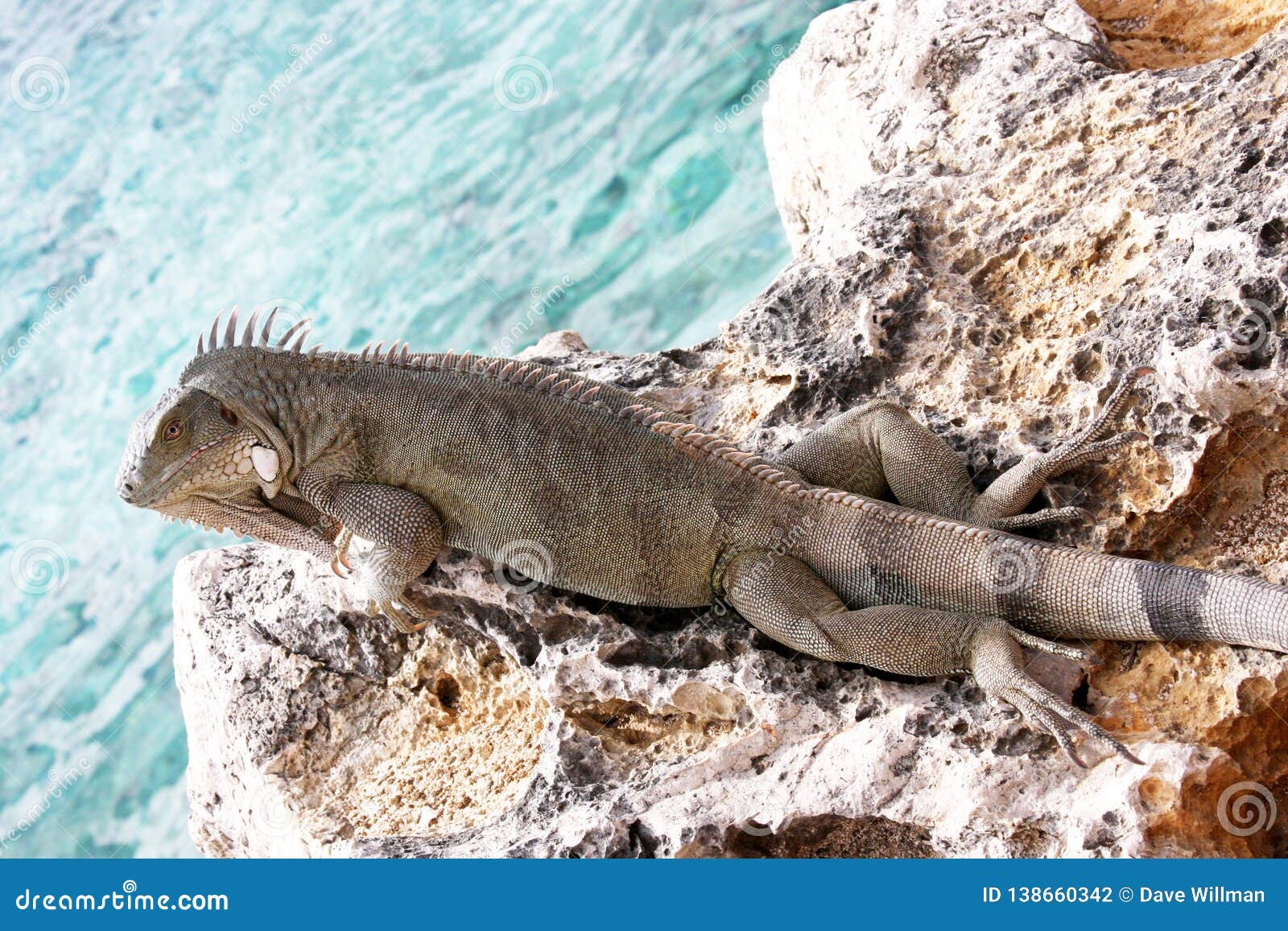 Iguana laying in the sun stock photo. Image of cliff - 138660342