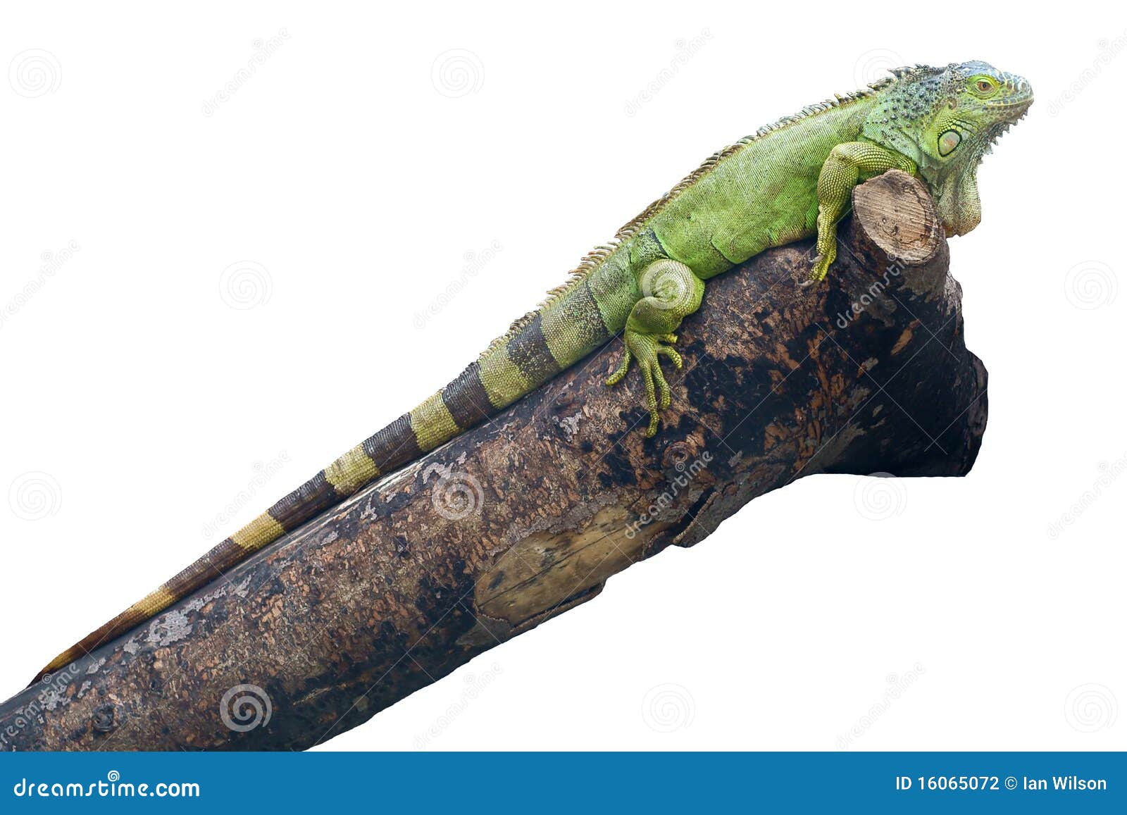Iguana Lizard stock photo. Image of wildlife, animal - 16065072