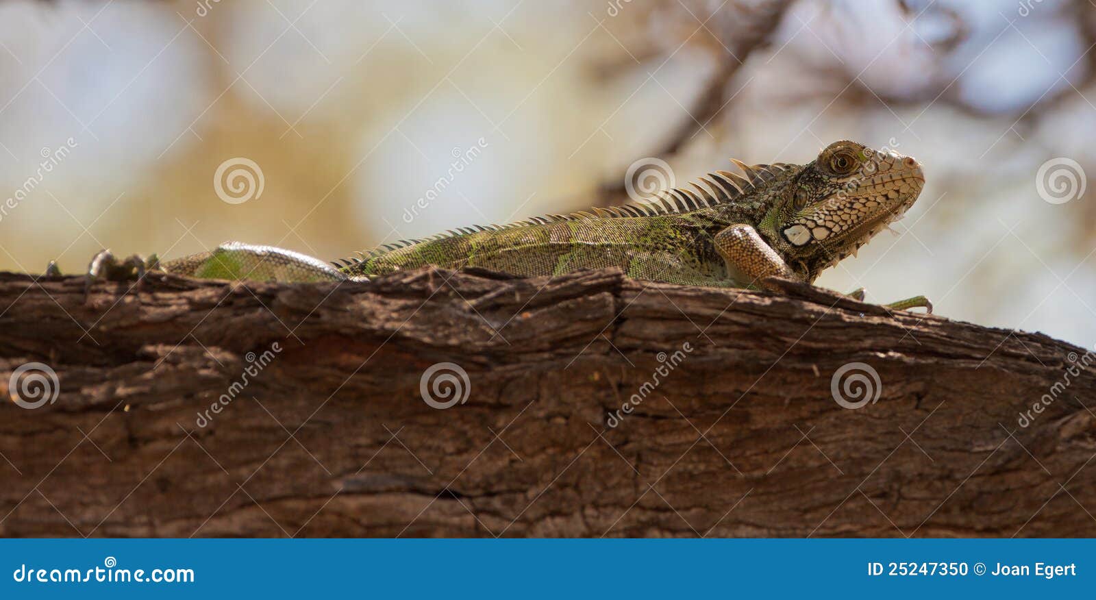 Iguana Lizard stock photo. Image of tropical, natural - 25247350