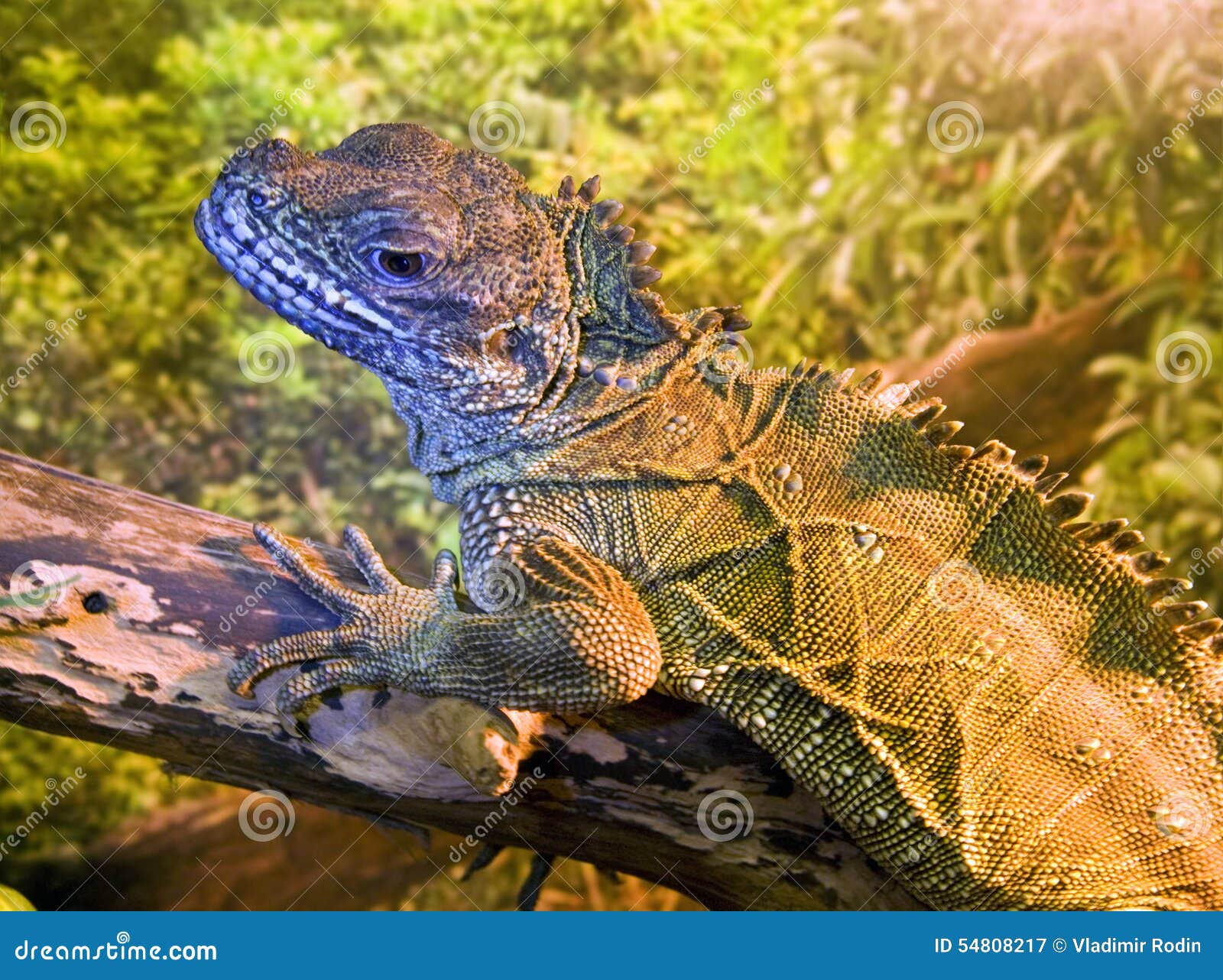 Lizard Dragon Reptile Scaly Claws Royalty-Free Stock Photography ...