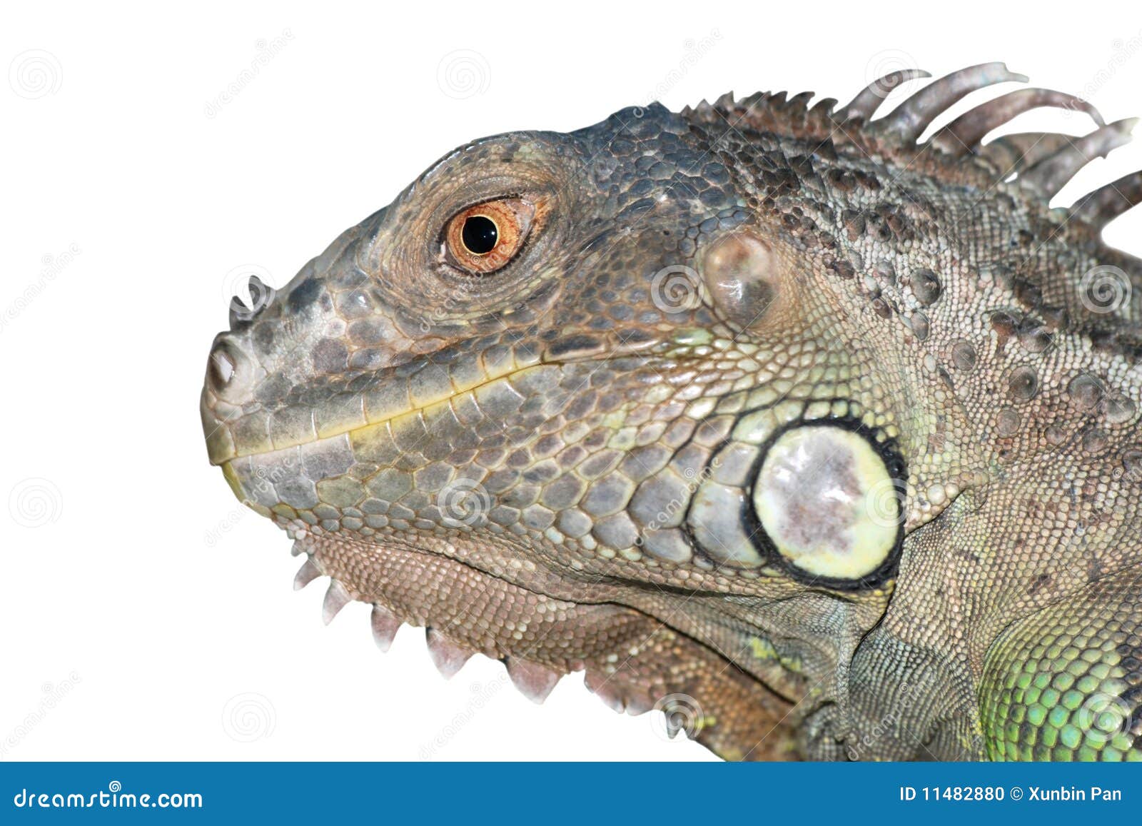 Iguana Lizard Dragon Portrait Stock Photo - Image of copy, green: 11482880