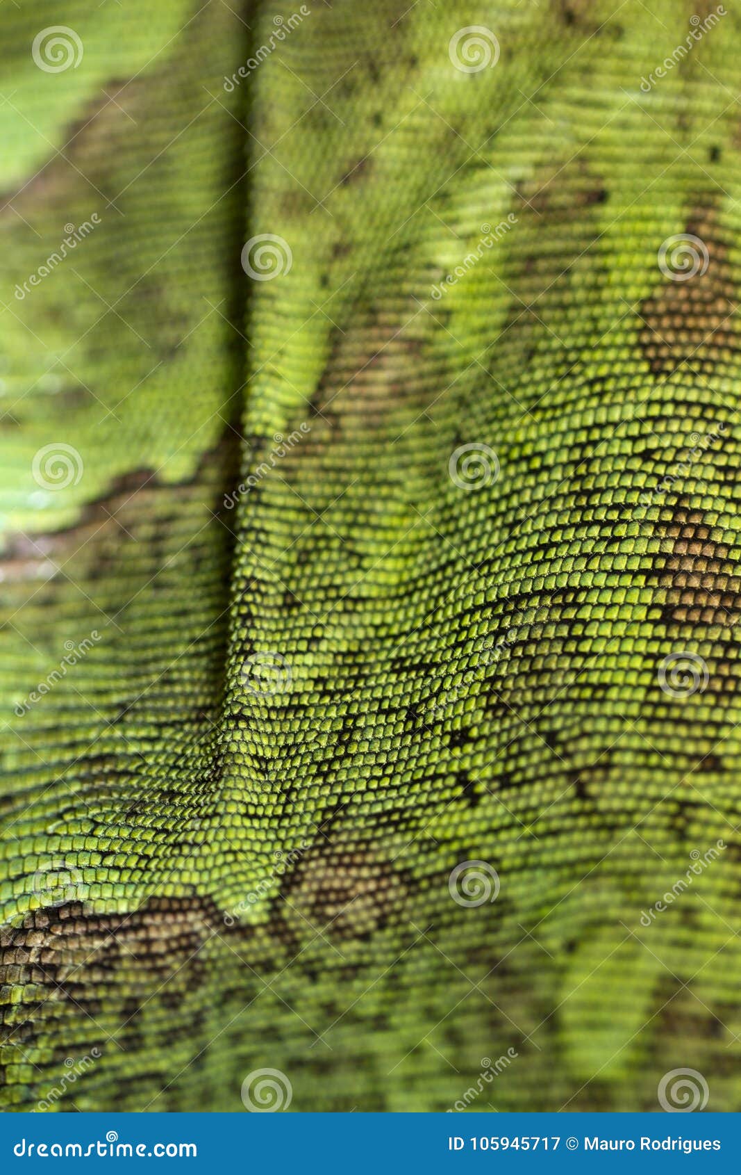 Iguana lizard skin texture stock image. Image of blood - 105945717
