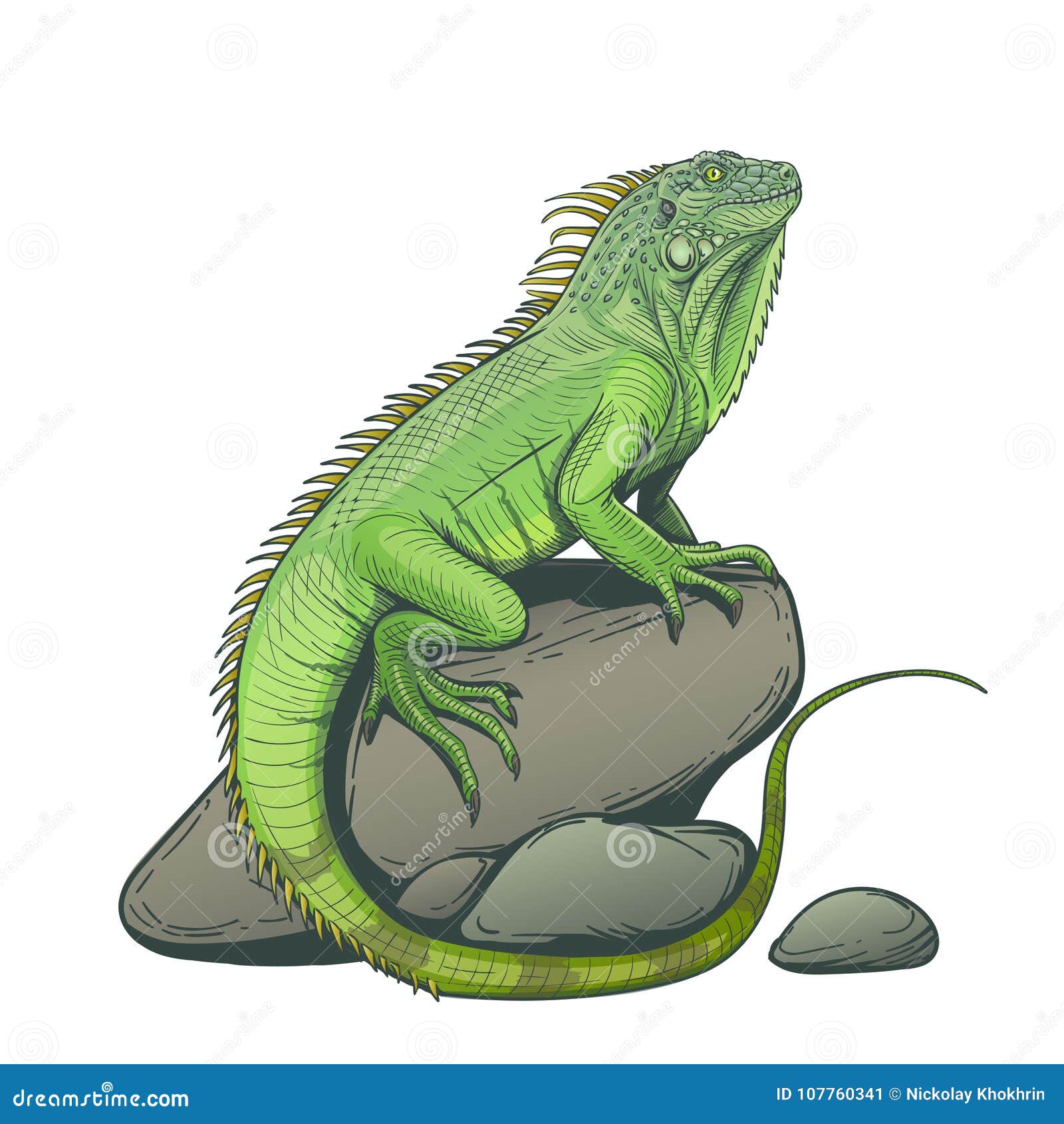 Iguana Lizard On A Stone Adult Coloring Page Royalty-Free Cartoon ...