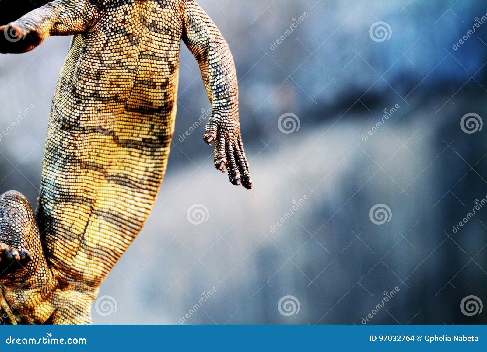 Iguana lizard stock photo. Image of torso, africa, iguana - 97032764