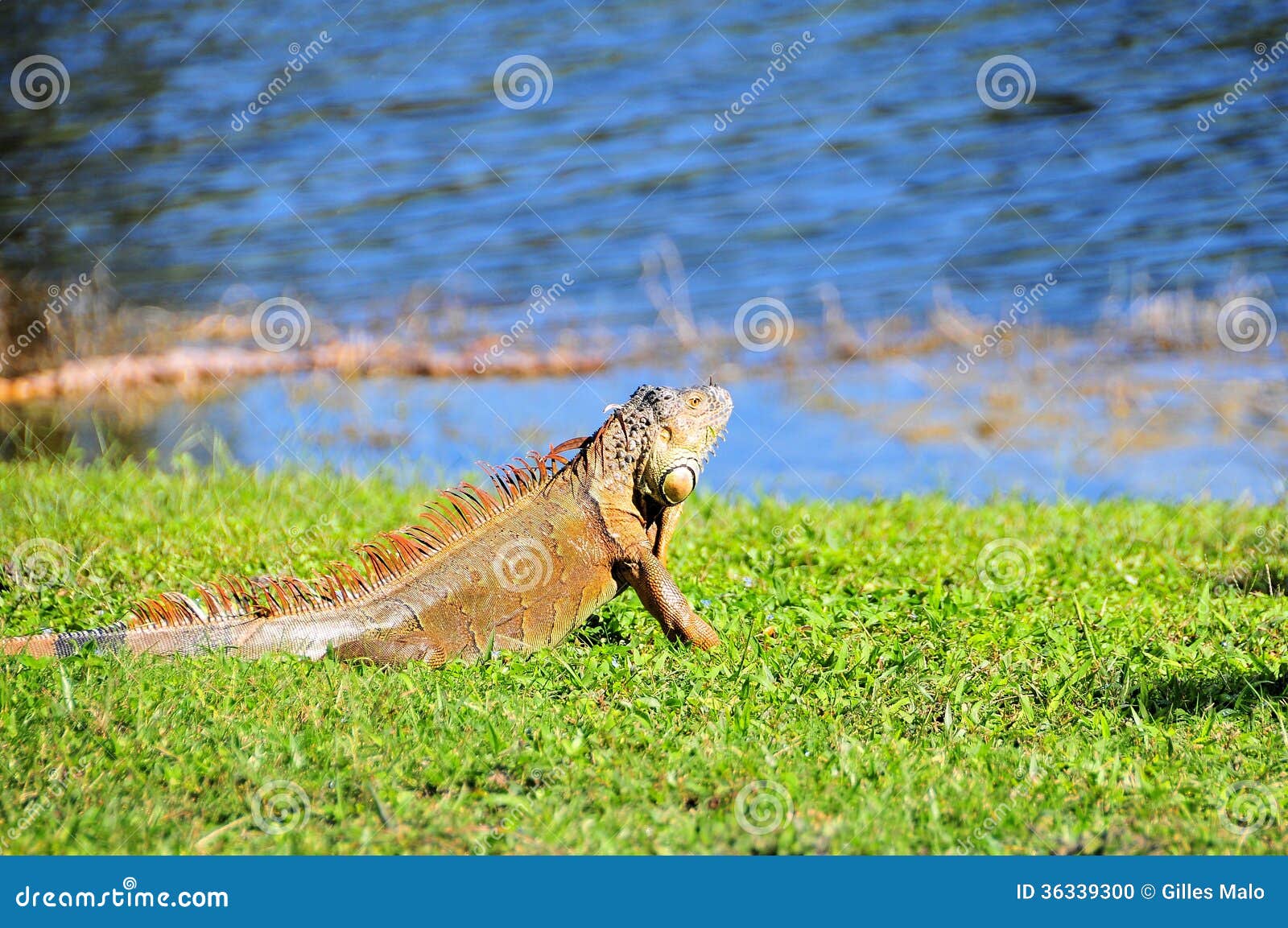 Iguana looking at water stock photo. Image of captivity - 36339300