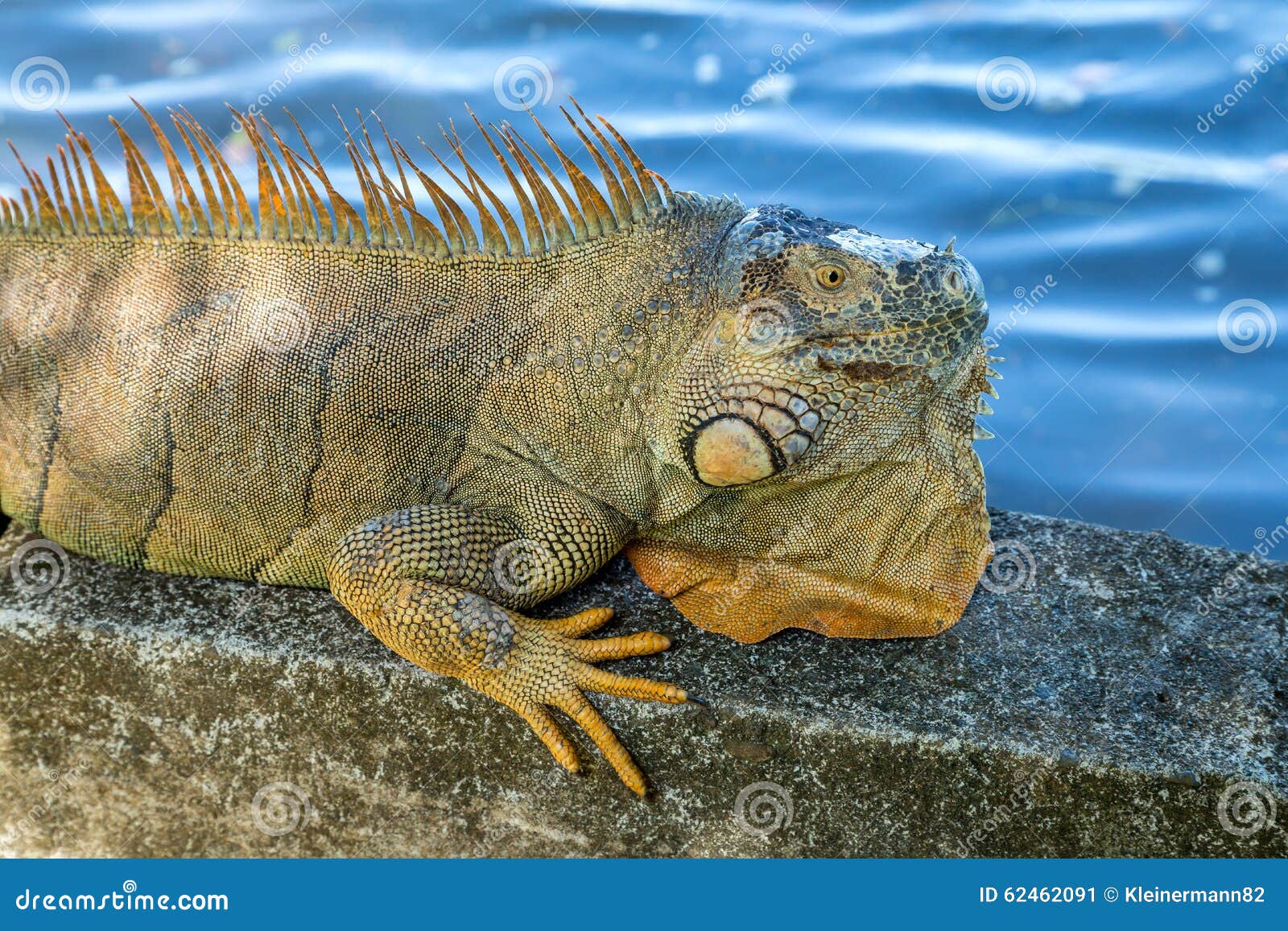 An iguana lying in the sun stock image. Image of spitz - 62462091