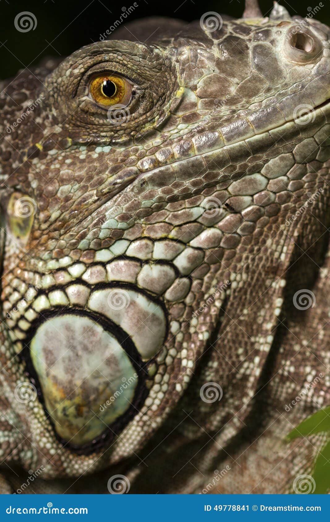 Iguana stock image. Image of emerald, wings, shine, portrait - 49778841