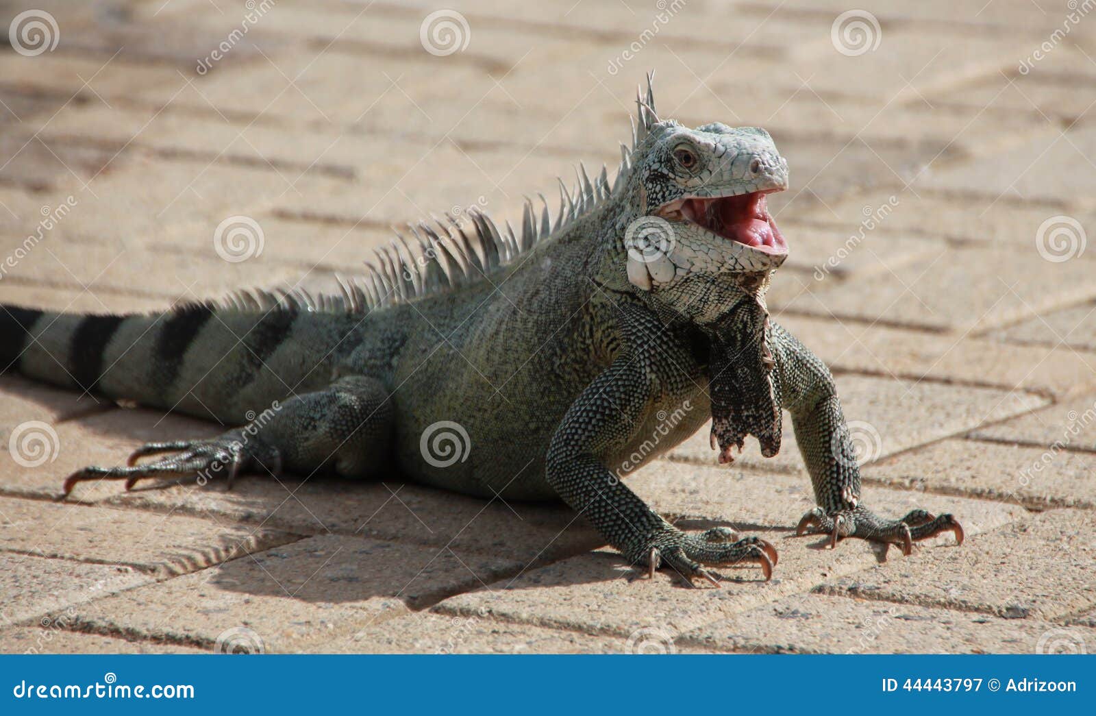 Iguana with his mouth open stock image. Image of expression - 44443797