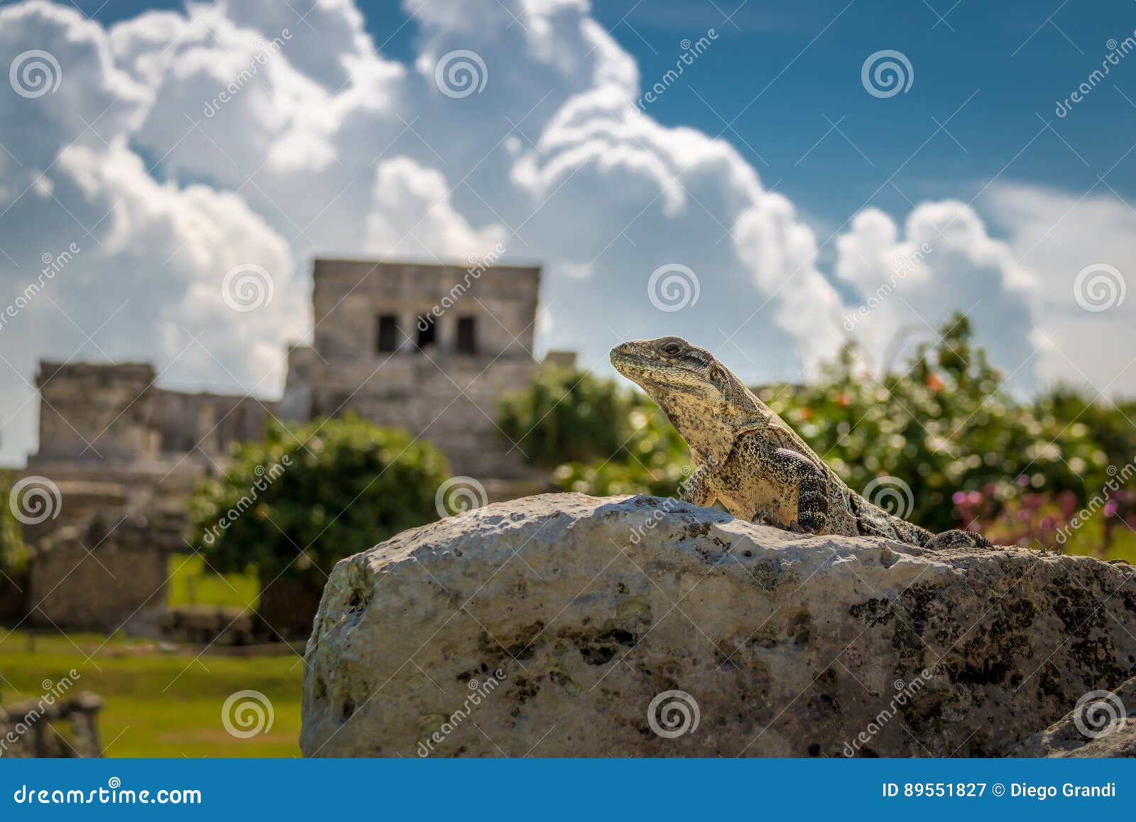 Iguana at Mayan Ruins of Tulum, Mexico Stock Image - Image of coast ...