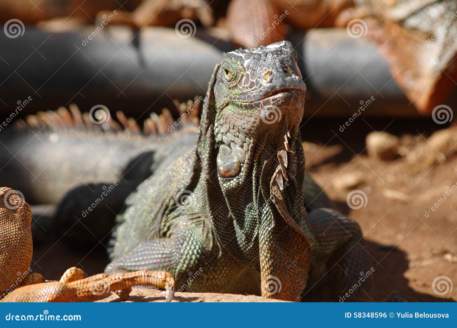 Iguana stock photo. Image of island, tenerife, reptile - 58348596