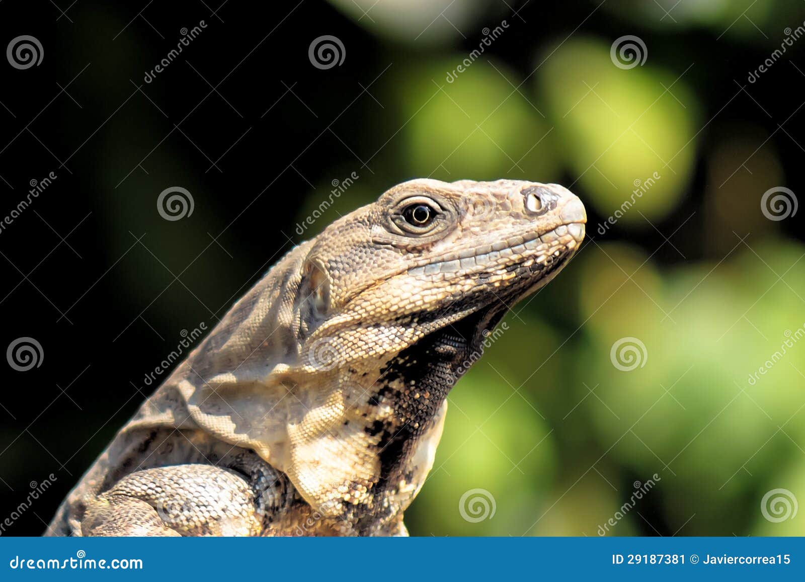 Iguana Native To Yucatan Peninsula Stock Image - Image of white ...