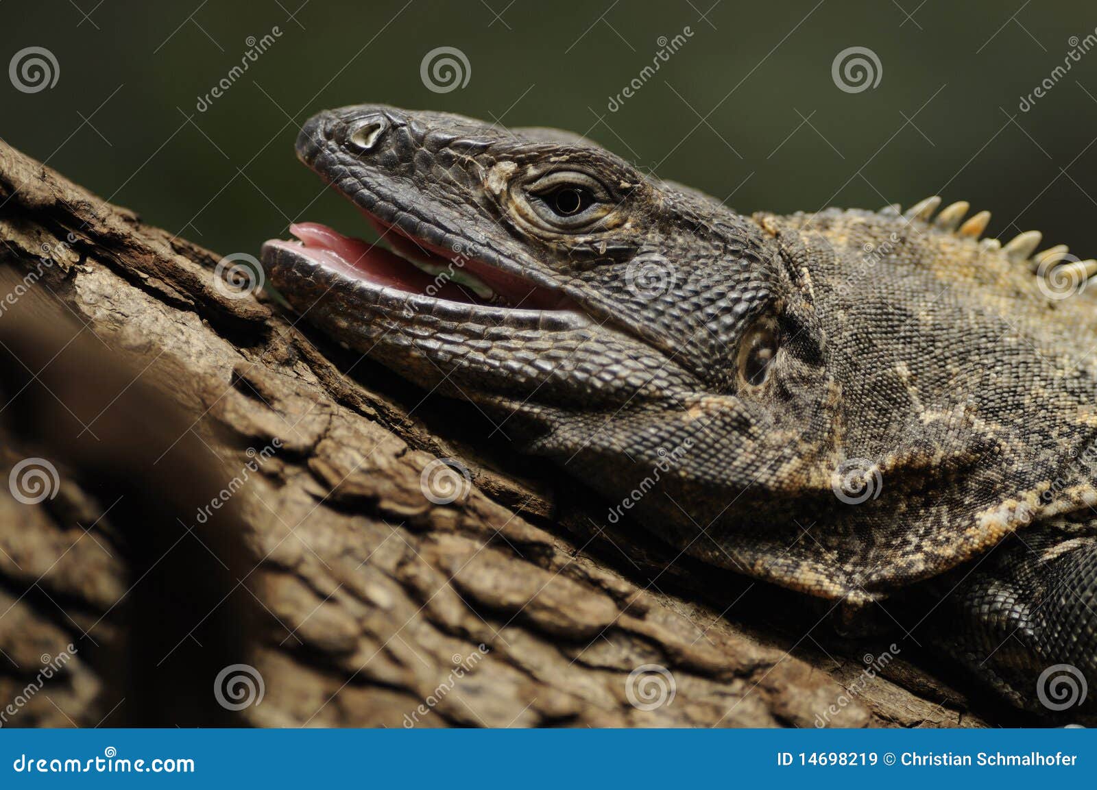 Iguana Negra (similis De Ctenosaura) Imagen de archivo - Imagen de ...